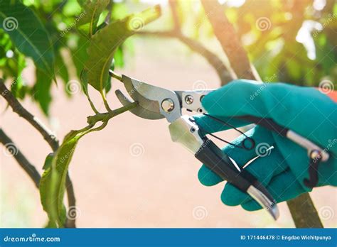 Gardening Tool And Works Pruning Trees Concept Hand Holding Pruning Shears Cuting Mango Tree