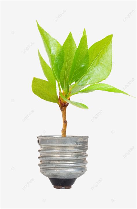 Green Tree Growing Out Of A Bulb Ecologic Plant Energy Save Png Transparent Image And Clipart