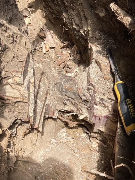 Tree Root Completely Surrounds Gas Line Rhome