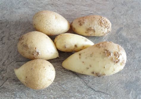 Potato Scab Identify Avoid And Treat