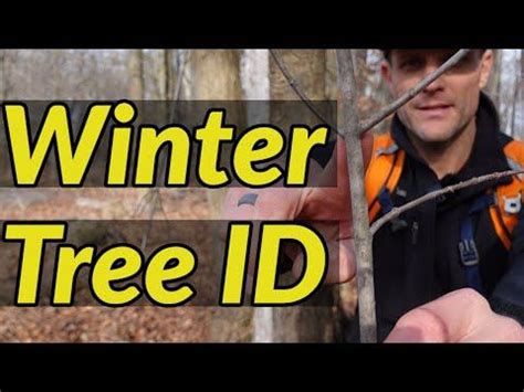 HOW TO IDENTIFY TREES IN WINTER Tree Identification Using Their Bark YouTube Tree