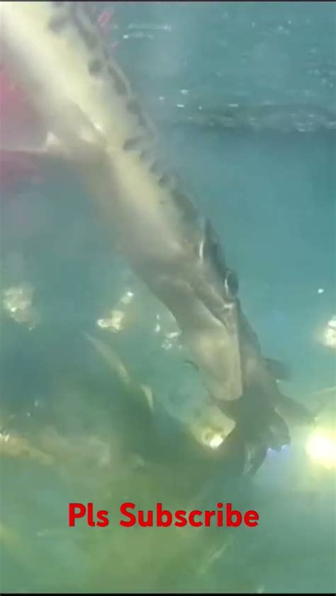 Aligator Eating Telescope Fish Youtube