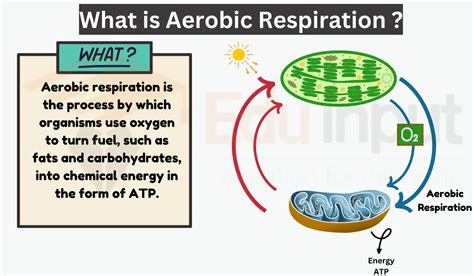Aerobic Respiration Equation