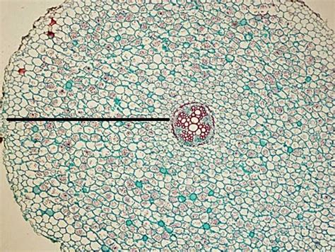 Monocot Root P 1 Diagram Quizlet