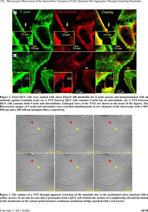 Microscopic Observation Of The Intercellular Transport Of Cdte Quantum Dot Aggregates Through