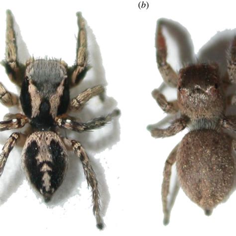 Regardless Of Their Actual Sex Spiders With Male Like Dorsal Patterns