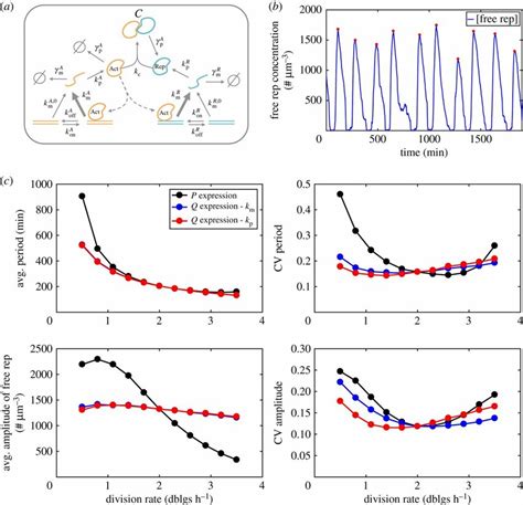 Behaviour Of An Oscillator Circuit At Different Division Rates A Behaviour Of An Oscillator Circuit At Different Division Rates A