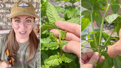 Gardener Shares Simple Technique For Making Your Plants Grow Extra