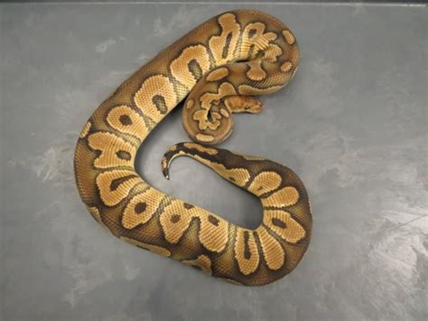 Mahogany Clown Ball Python By Pythonatix