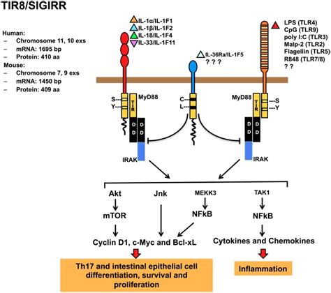 Regulatory Function Of Tir8sigirr In Signaling Tir8sigirr Is A