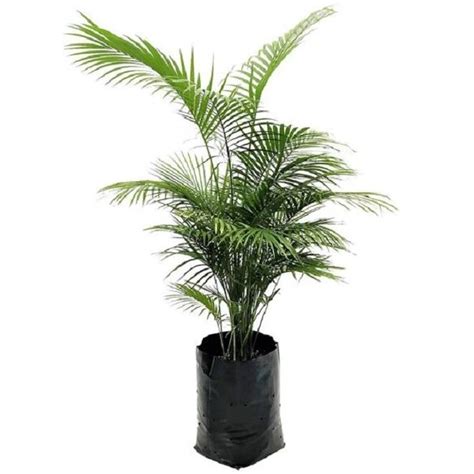 Java Palm Jawa Palm Areca Butterfly Cane Palm Real Plants Live Plants