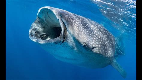 Китовая акула 67 фото красивые фото и картинки Pofotoclub