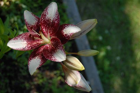 Exotic Lily Free Stock Photo Public Domain Pictures