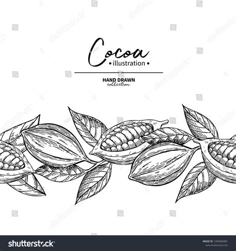 Cocoa Border Vector Superfood Drawing Template Stock Vector Royalty Free 1205860981 Shutterstock