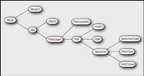 Possible Xml Tree Representation Of Clinical Trial Specimen Data Download Scientific Diagram