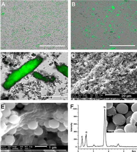 Self Assembly Of Silicatein Coated Silica Core Shell Particles To Download Scientific Diagram