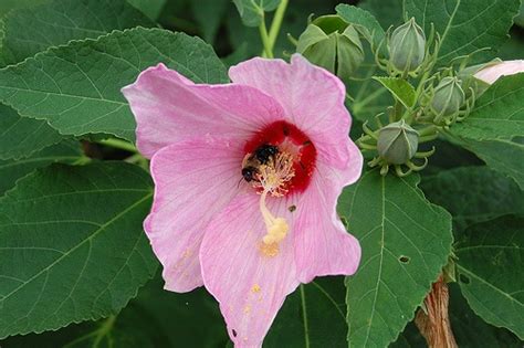Rose Mallow In John Heinz National Wildlife Refuge