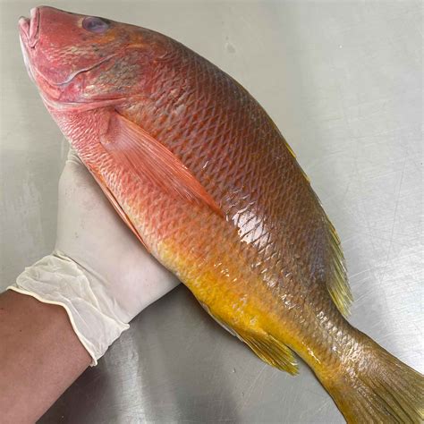 Whole Red Snapper Pargo El Marlin Seafood Market
