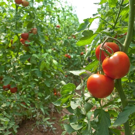 Determinate Vs Indeterminate Tomatoes