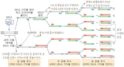 메르스를 확진 검사하는 중합효소연쇄반응pcr 원리 네이버 블로그