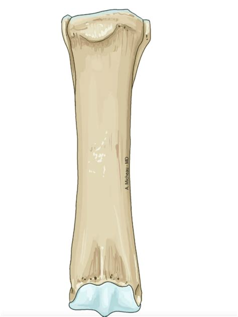 Wykres Metacarpal Bone Quizlet