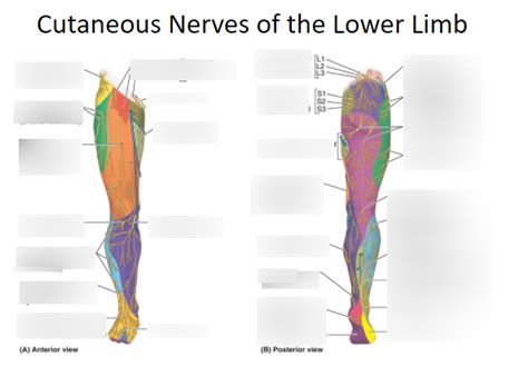 Lower Limb Nerves Diagram Quizlet Lower Limb Nerves Diagram Quizlet