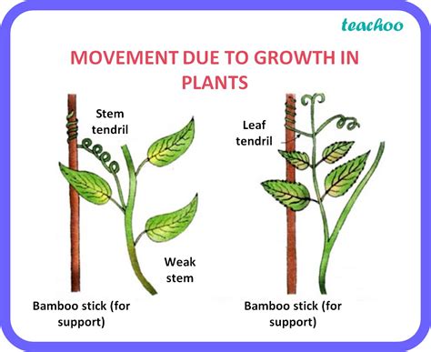 Stem Tendril Examples