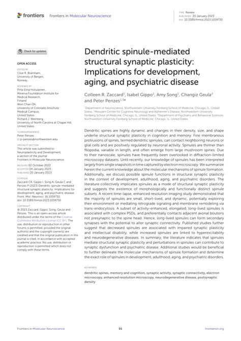 Pdf Dendritic Spinule Mediated Structural Synaptic Plasticity
