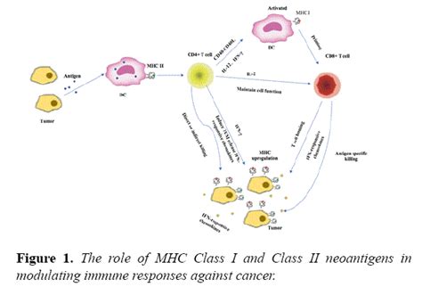 Mhc Class Ii Restricted Neoepitope Vaccine Promising Strategy For Immunotherapy