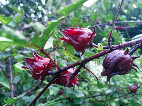 洛神花怎么种植需要每年种吗 花百科