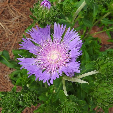 Stokes Aster Port St Lucie Botanical Gardens