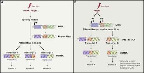Phytochromes Where To Start Cell
