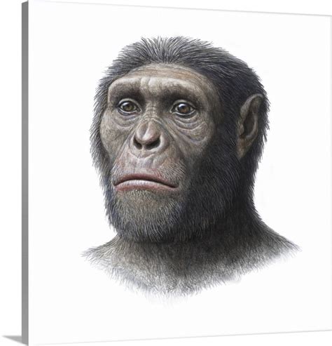 Australopithecus Sediba Head Great Big Canvas