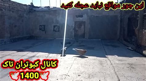 غریب گیری کبوتر Youtube