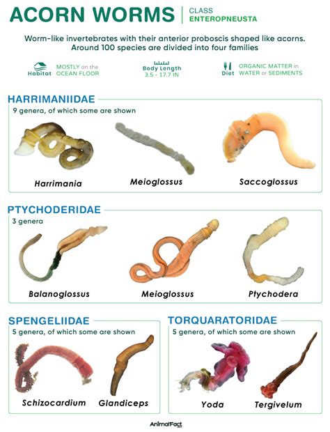 Hemichordata Anatomy
