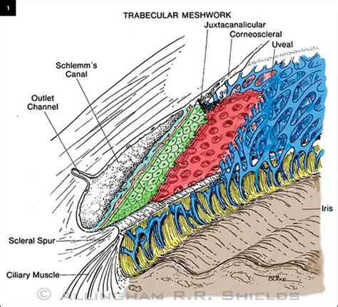 Trabecular Meshwork Anatomy