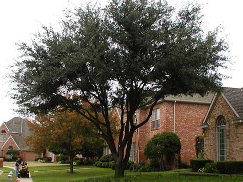 Pictures Houston Tx Houston Tree Surgeons