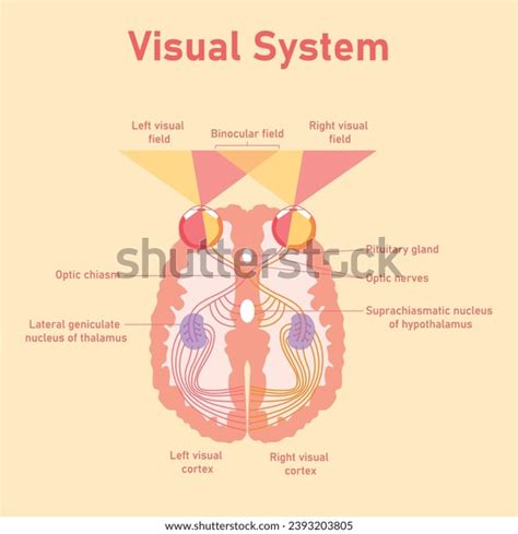 Human Visual System Pathway Visual Pathway Stock Vector Royalty Free 2393203805 Shutterstock