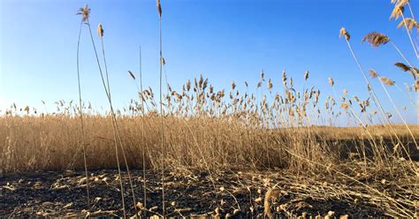 Burning Grass Pasture And Land Restoration After Fire