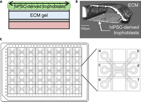 Cell Press Star Protocols