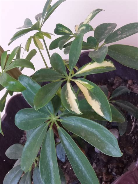 ოთახის ყვავილები Facebook