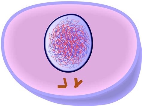 Interphase Interphases