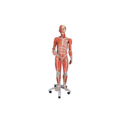 3b Scientific Dual Sex 45 Part Human Body With Muscles On Metal Stand
