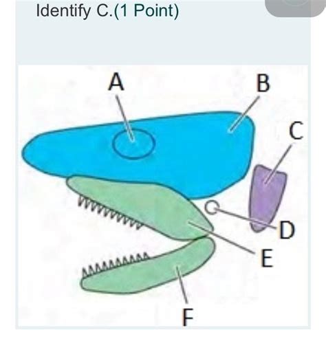 Solved Identify C 1 Point