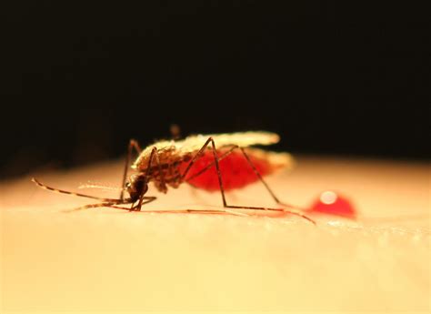 Is Malaria Transmission Shaped By Sex In Mosq Eurekalert Is Malaria Transmission Shaped By Sex In Mosq Eurekalert