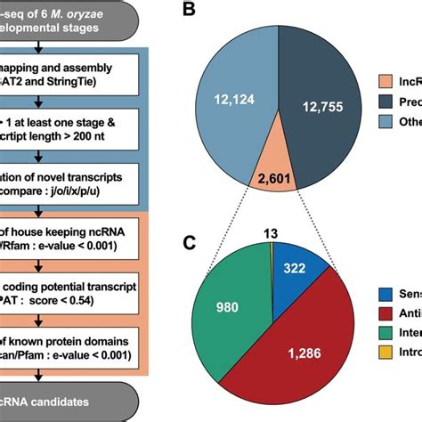 Schematic Pipeline For Identification Of Lncrnas In M Oryzae A Download Scientific Diagram