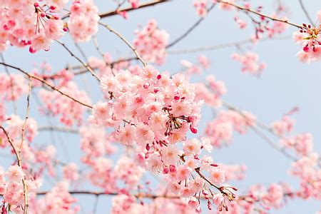 Free Photo Beautiful Flowers Bed Of Flowers Bunch Of Flowers