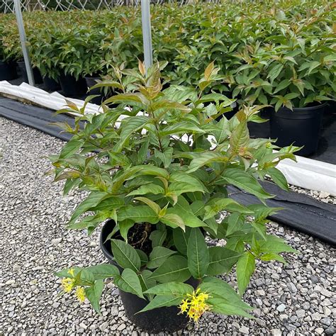 Diervilla Lonicera Dwarf Bush Honeysuckle From Willowbrook Nurseries