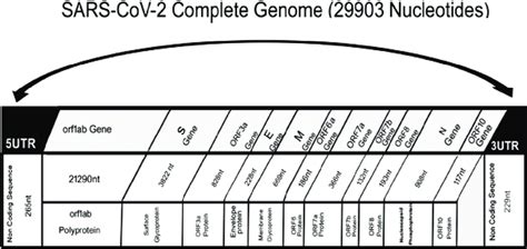 Structure Of The Sars Cov 2 Genome [29903 Nucleotides] Download