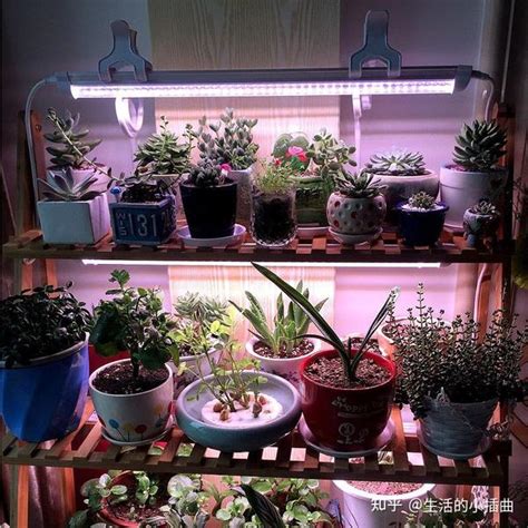 多肉植物的种植方法 —— 光照篇 知乎